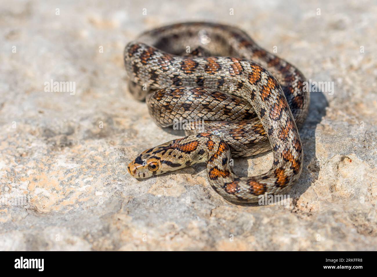 Endemic to the maltese islands hi-res stock photography and images - Alamy