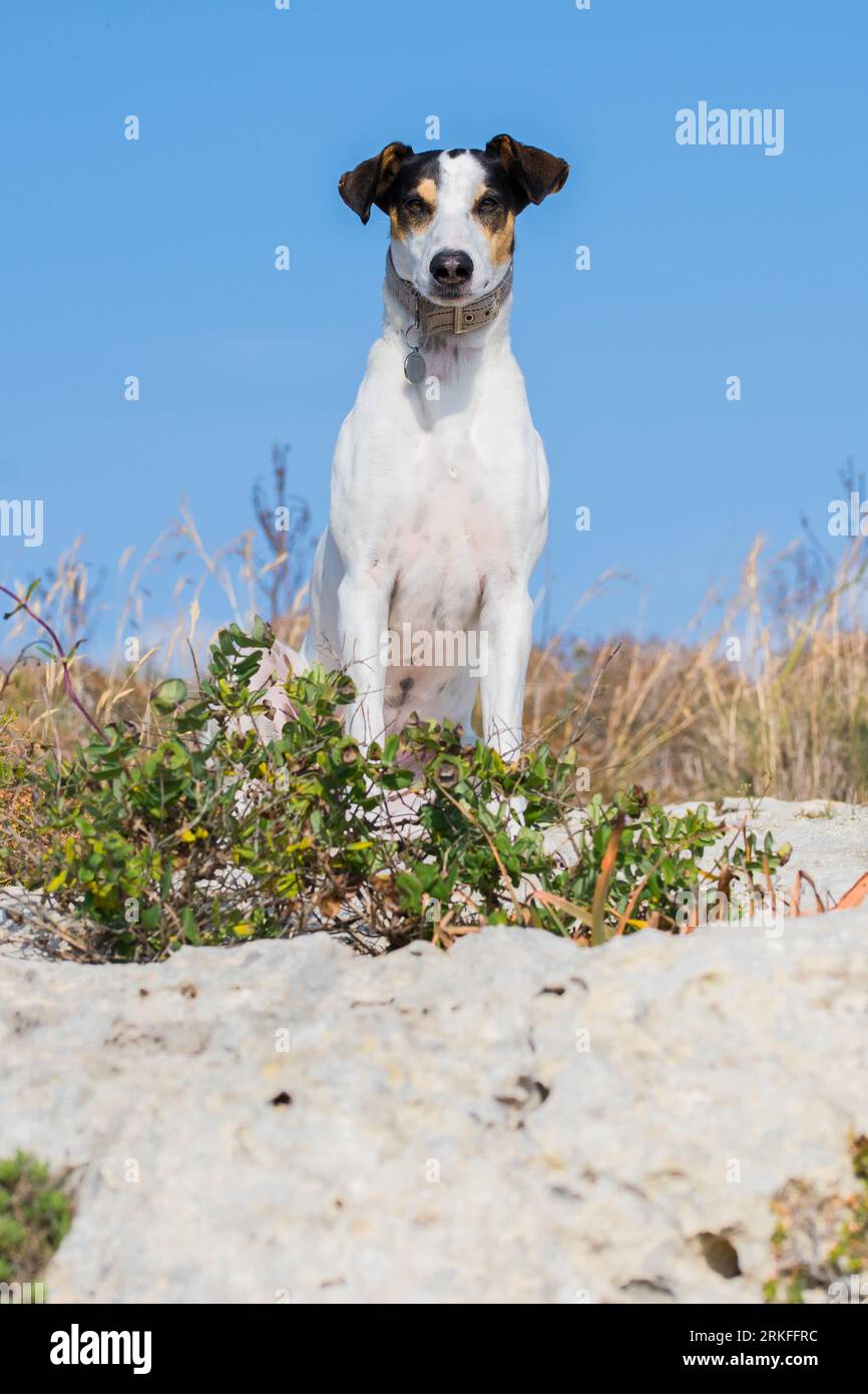A white, black and brown fox terrier and pointer cross mix breed dog ...