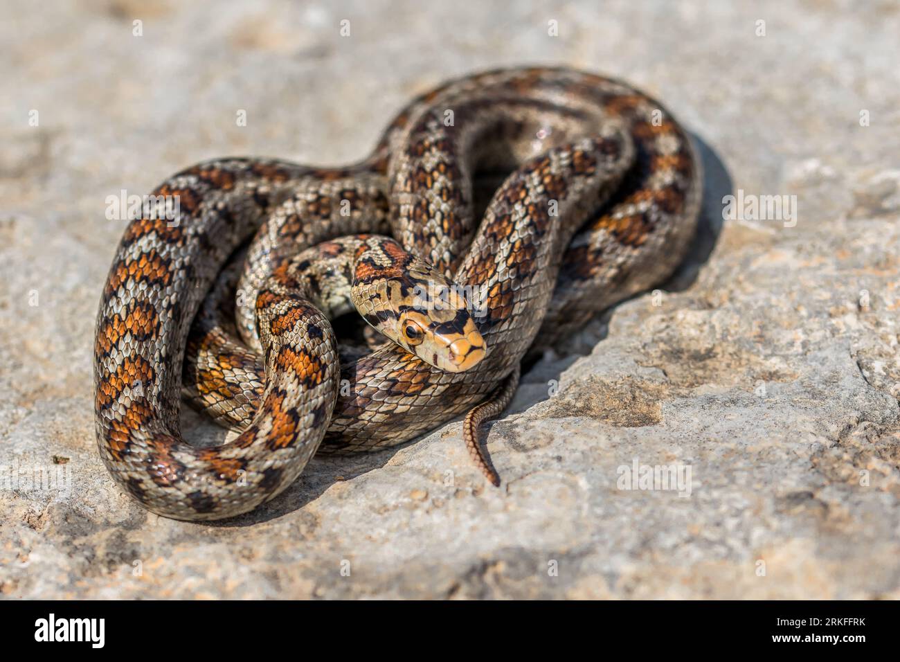 Macro shot of body, skin and head of an adult Leopard Snake or European ...