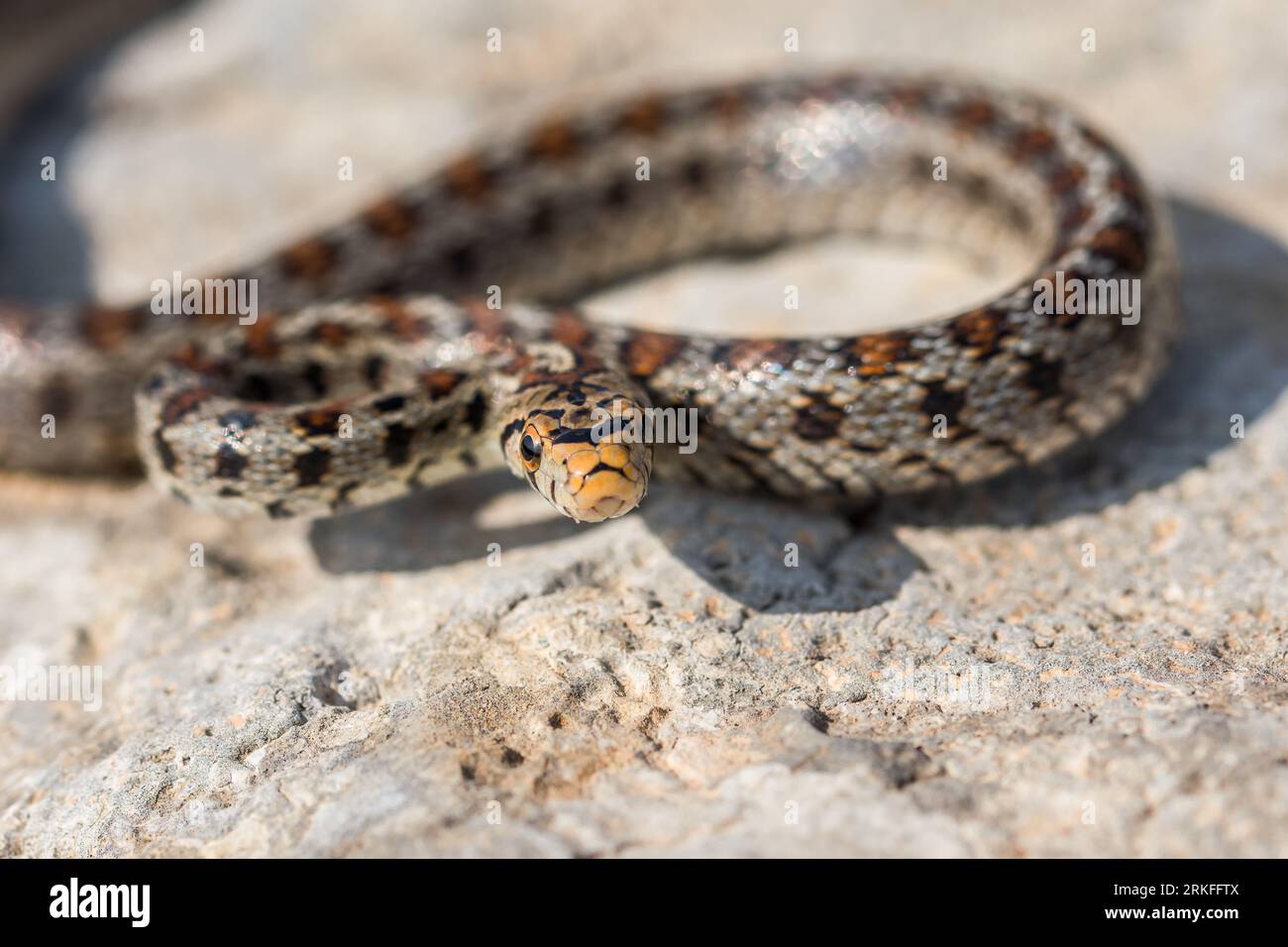 Endemic to the maltese islands hi-res stock photography and images - Alamy
