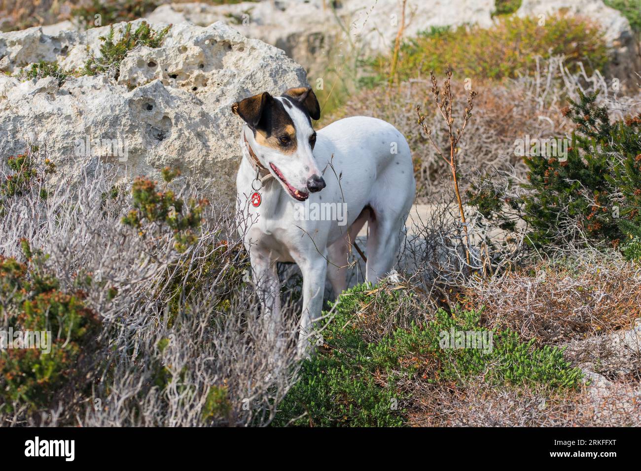 Close up shot of the face of a fox terrier and pointer cross mix breed ...