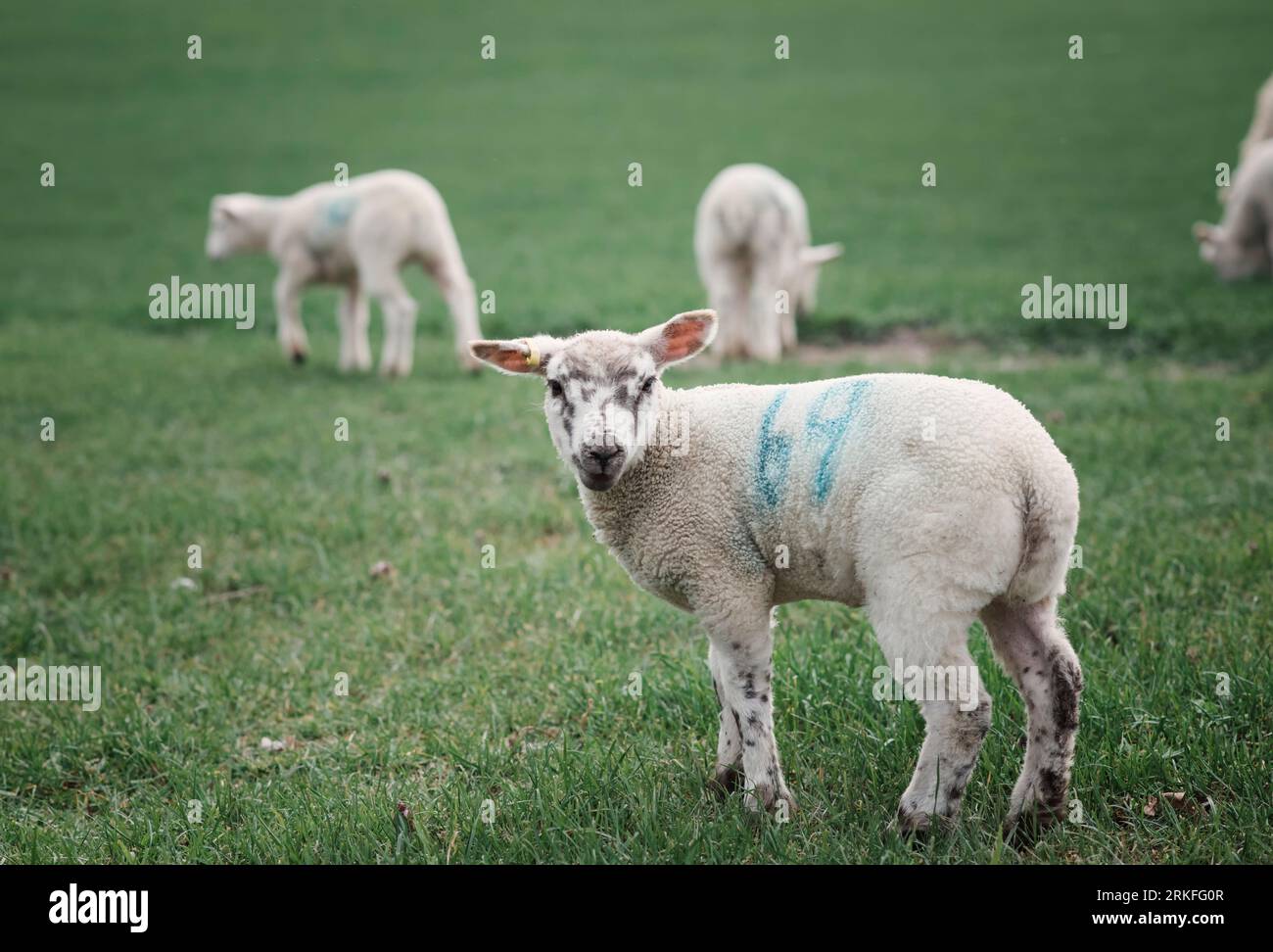 English countryside animals hi-res stock photography and images - Alamy
