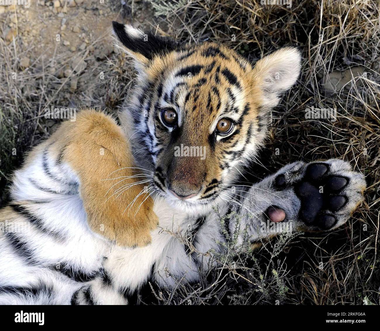 Laohu valley reserve hi-res stock photography and images - Alamy
