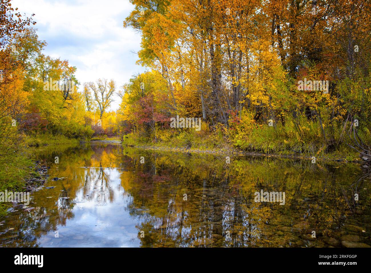 A creek surrounded by vibrant fall foliage in Jackson Hole, Wyoming ...