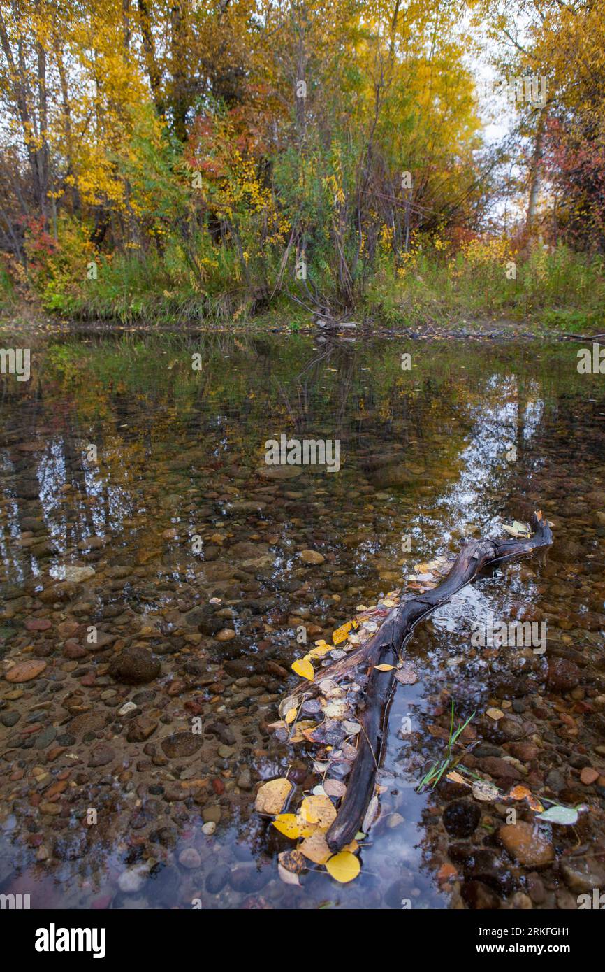 A creek surrounded by vibrant fall foliage in Jackson Hole, Wyoming ...