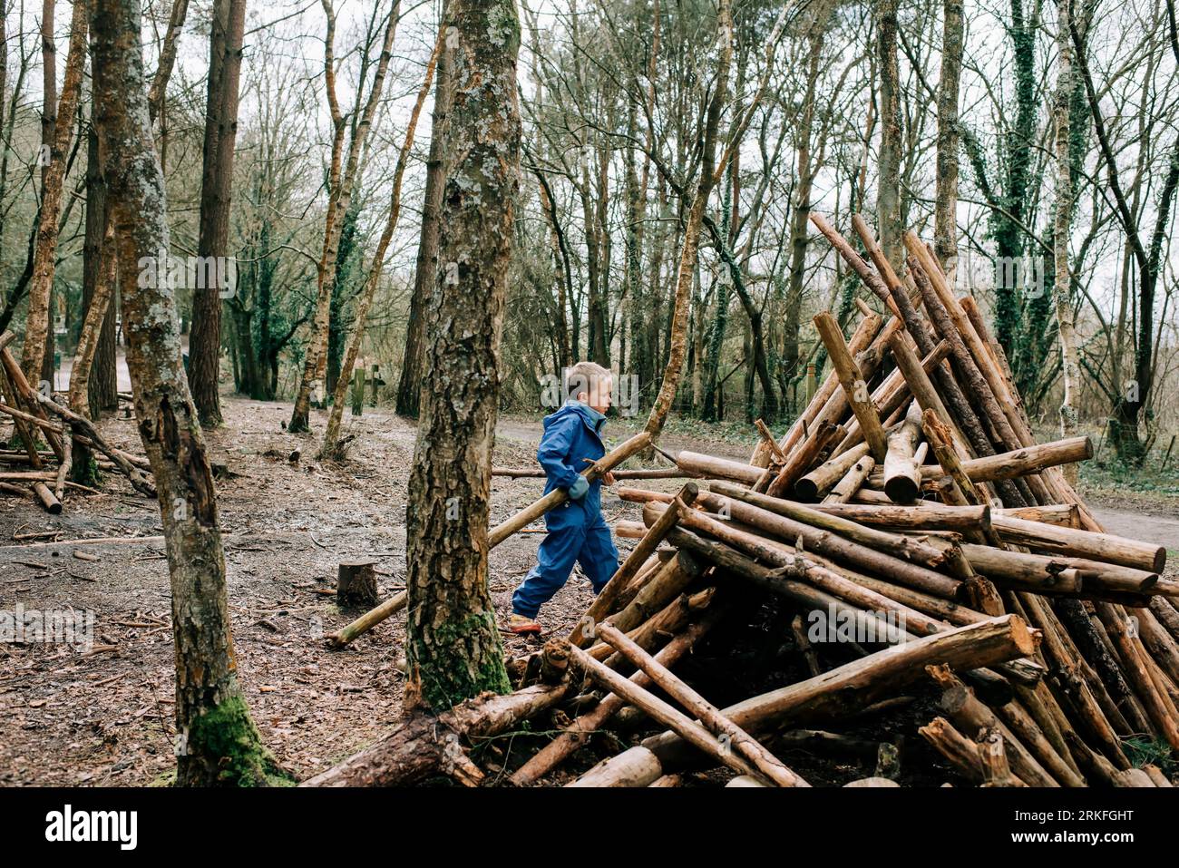 young blonde boy carrying logs to his play house in the forest Stock ...