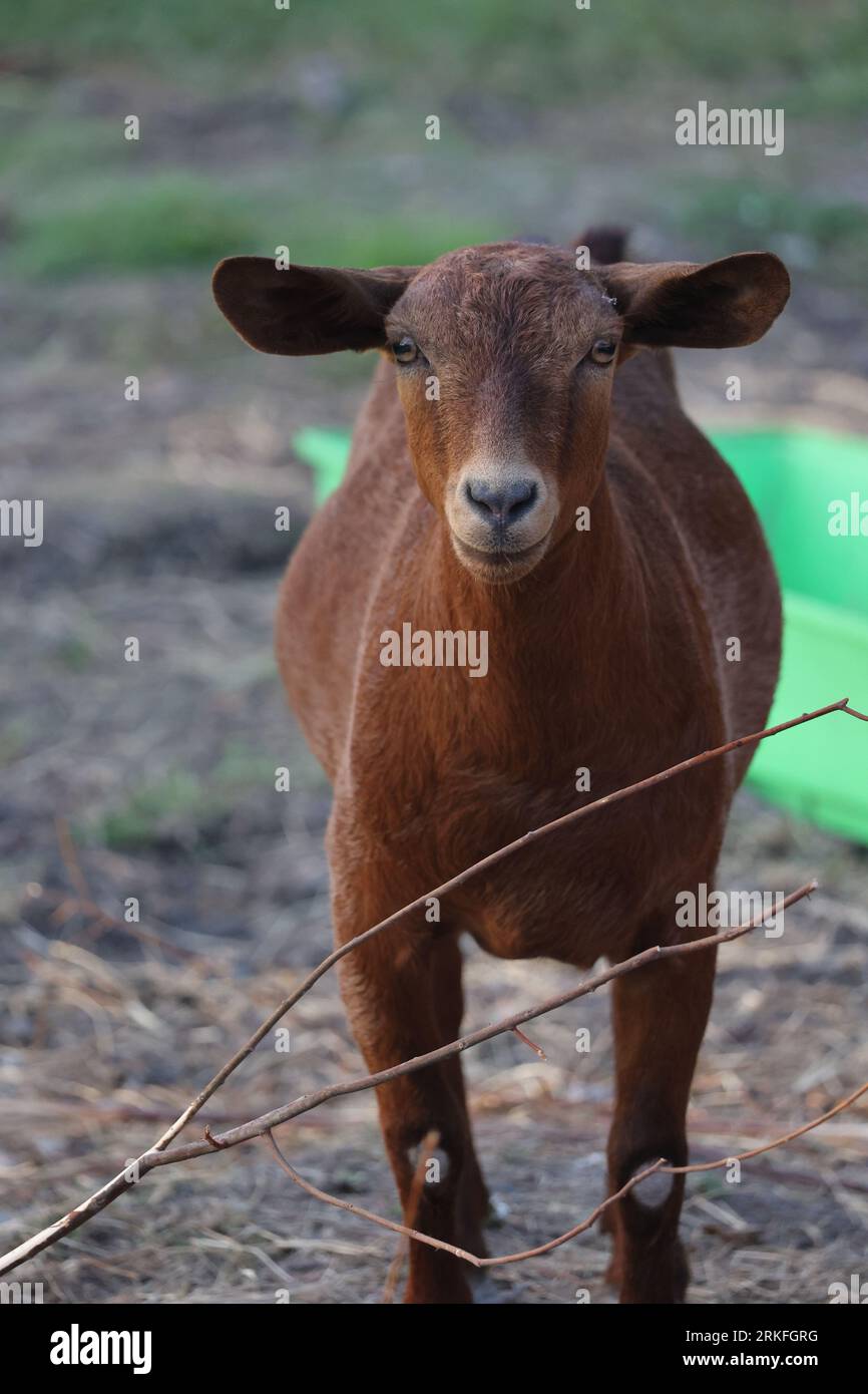 Kalahari red goat hi-res stock photography and images - Alamy
