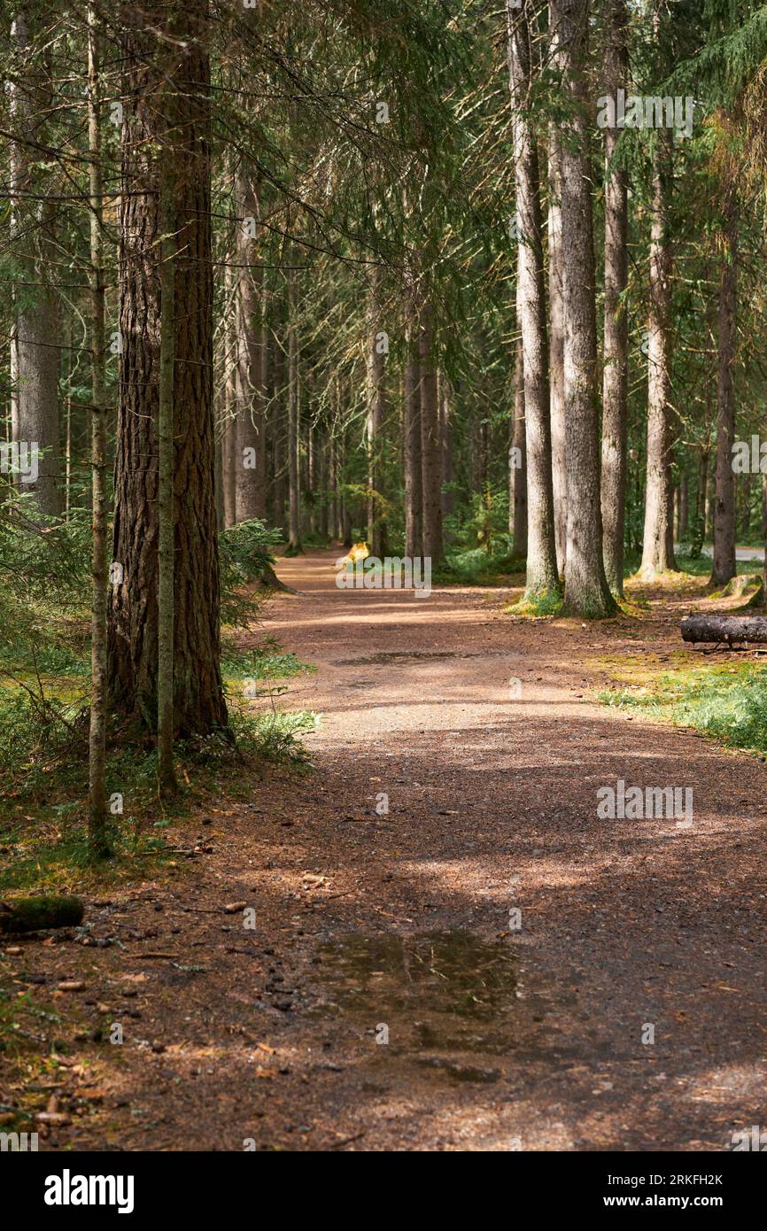 Forest path among trees hi-res stock photography and images - Alamy