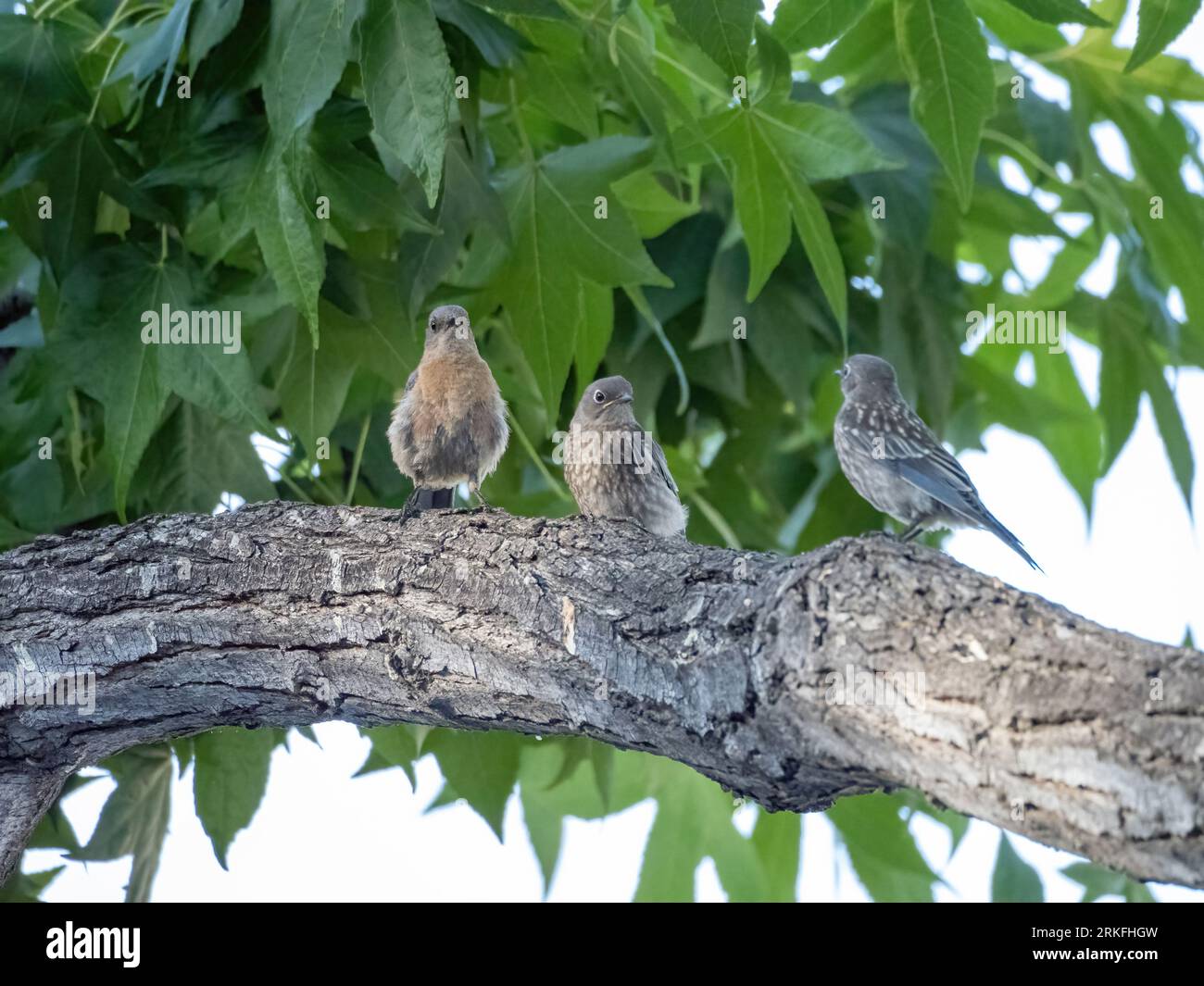 The Western sialia (Sialia mexicana) bird perched atop a slender tree ...