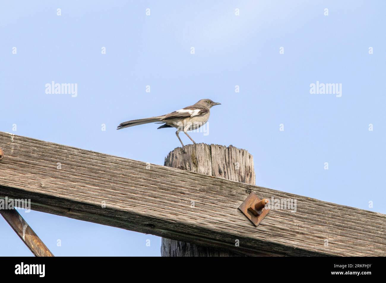Mockingbird silhouette hi-res stock photography and images - Alamy