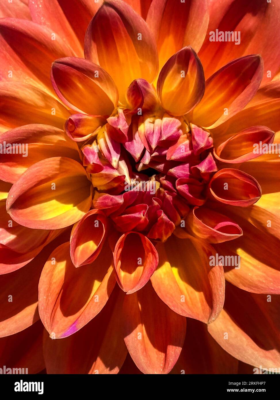 Beautiful orange color dahlia flower hi-res stock photography and ...