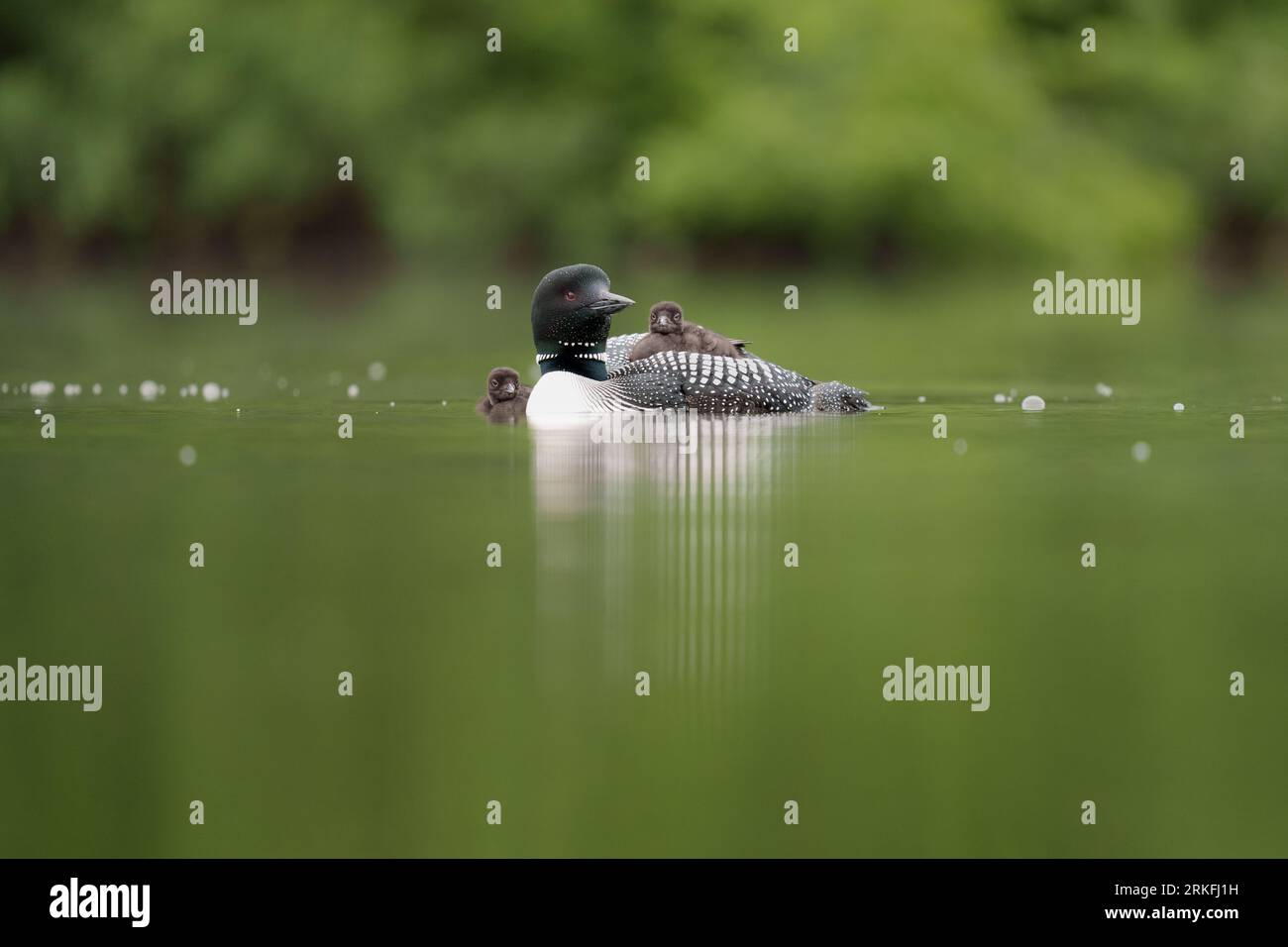 Common Loon Chick Riding on Parent's Back Stock Photo - Alamy