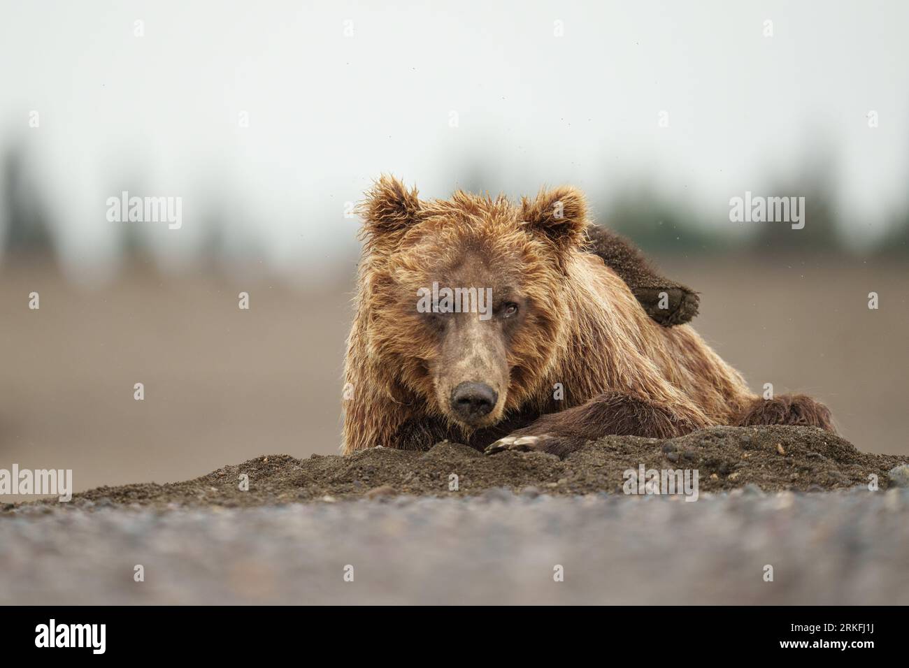 Brown Bear Rests with Cub on Her Back Stock Photo - Alamy
