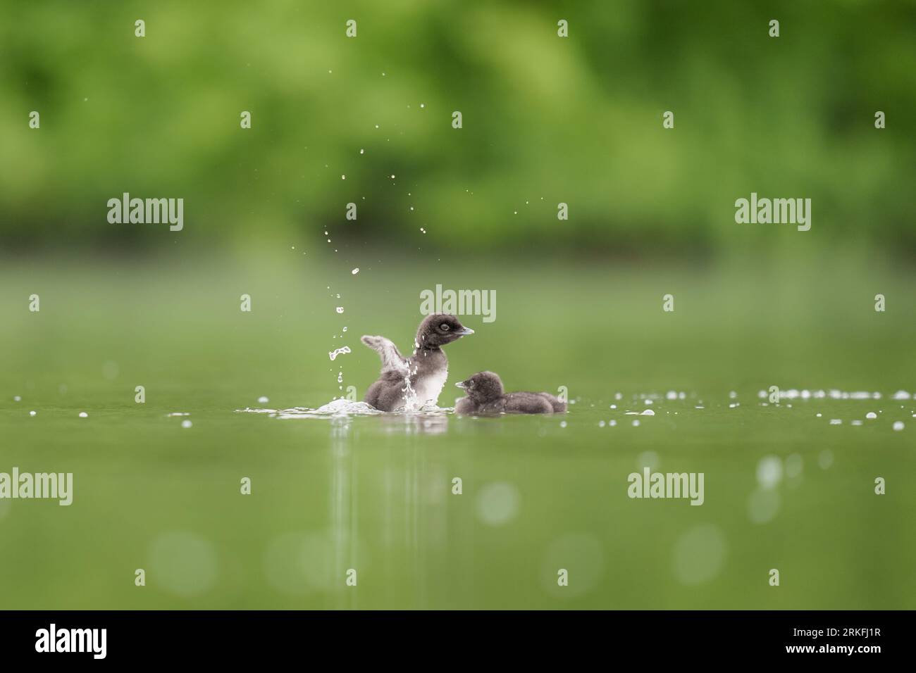 Baby Common Loon Chicks Floating in Lake Stock Photo - Alamy