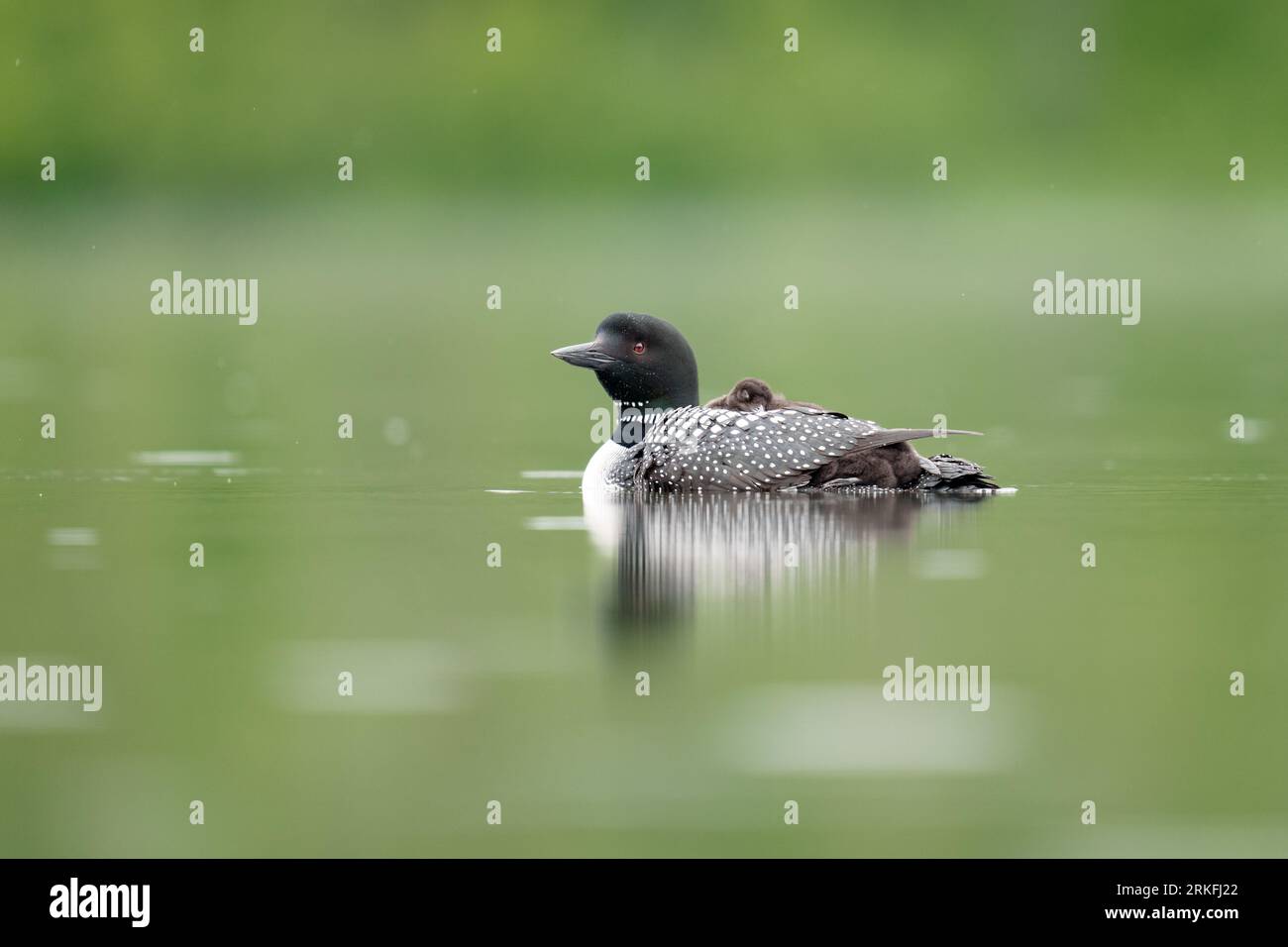Baby Loon Chick Riding on Parent's Back in Lake Stock Photo - Alamy