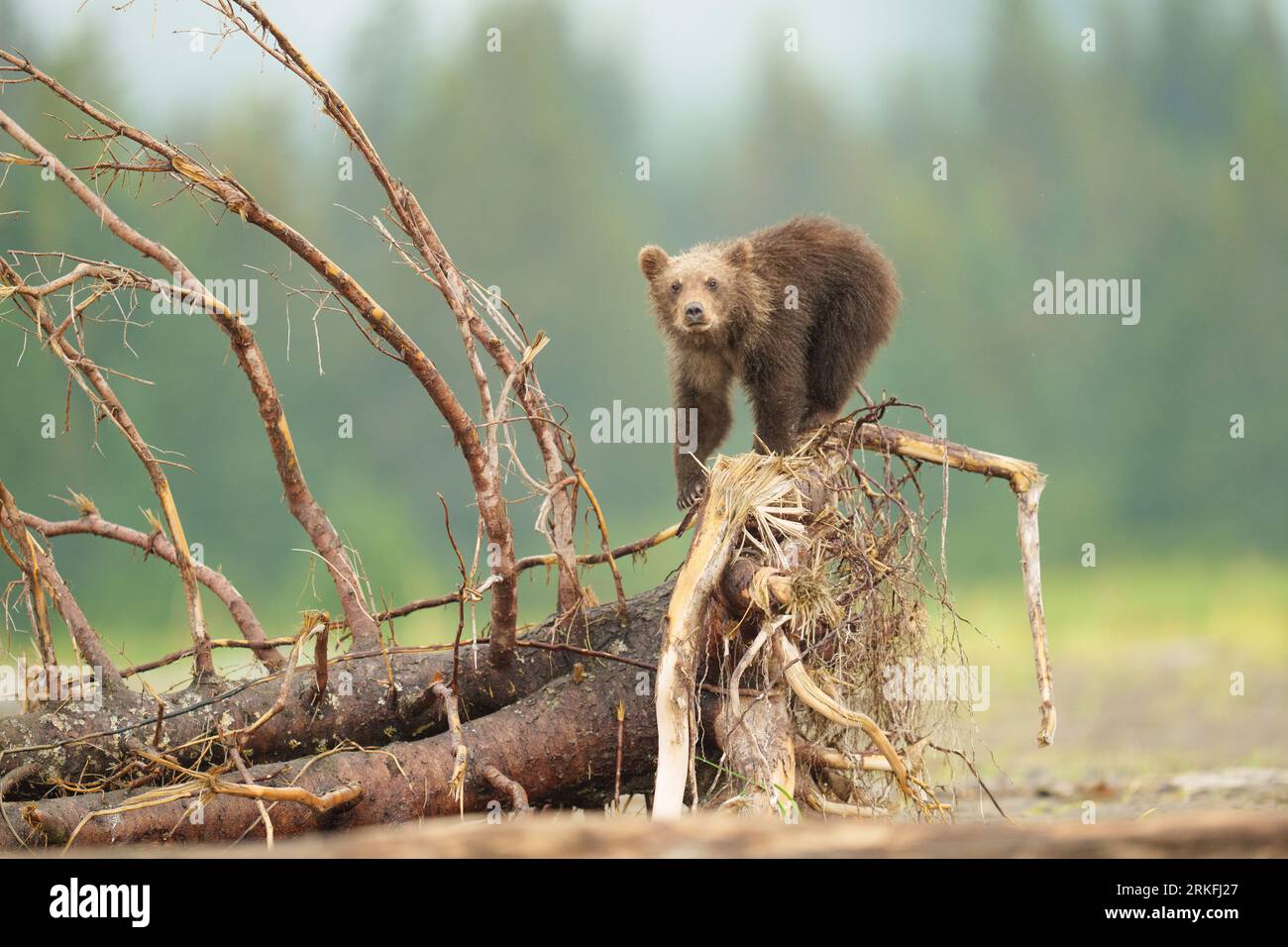 Brown Bear Cub Explores Dead Tree Stock Photo - Alamy