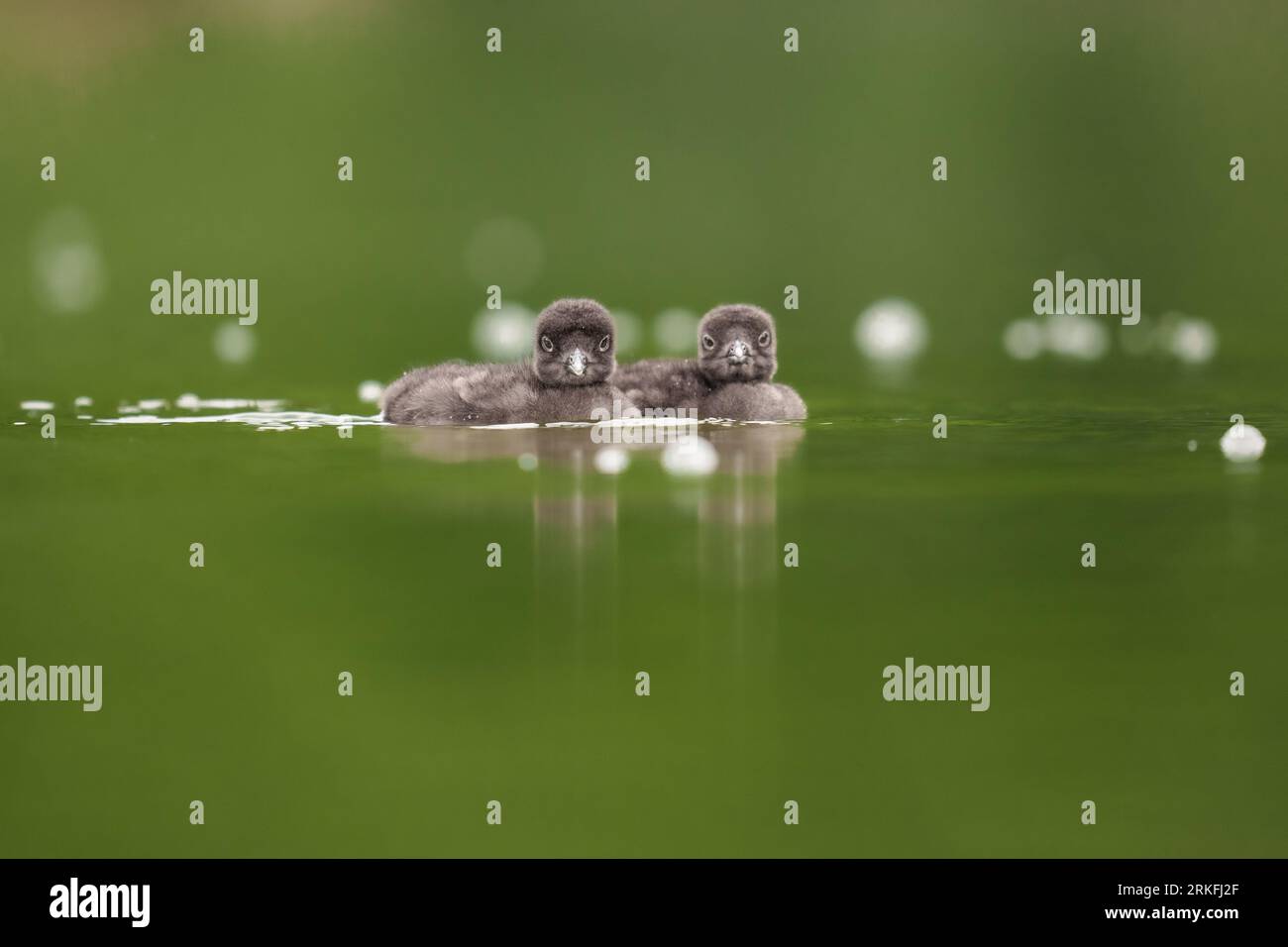 Common Loon Chicks Floating in Water Stock Photo - Alamy