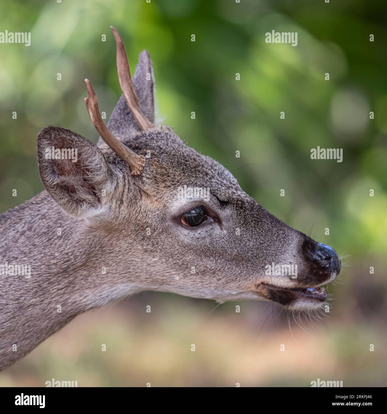 A portrait of a majestic Bawean deer standing in a forest, with a ...