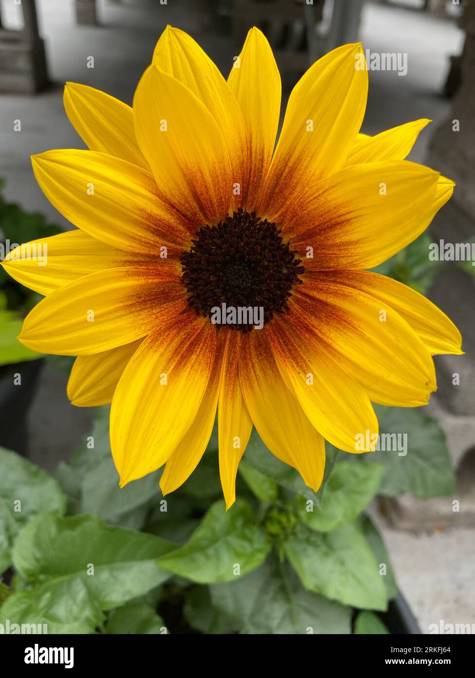 This vibrant sunflower with beautiful yellow petals with striking brown ...