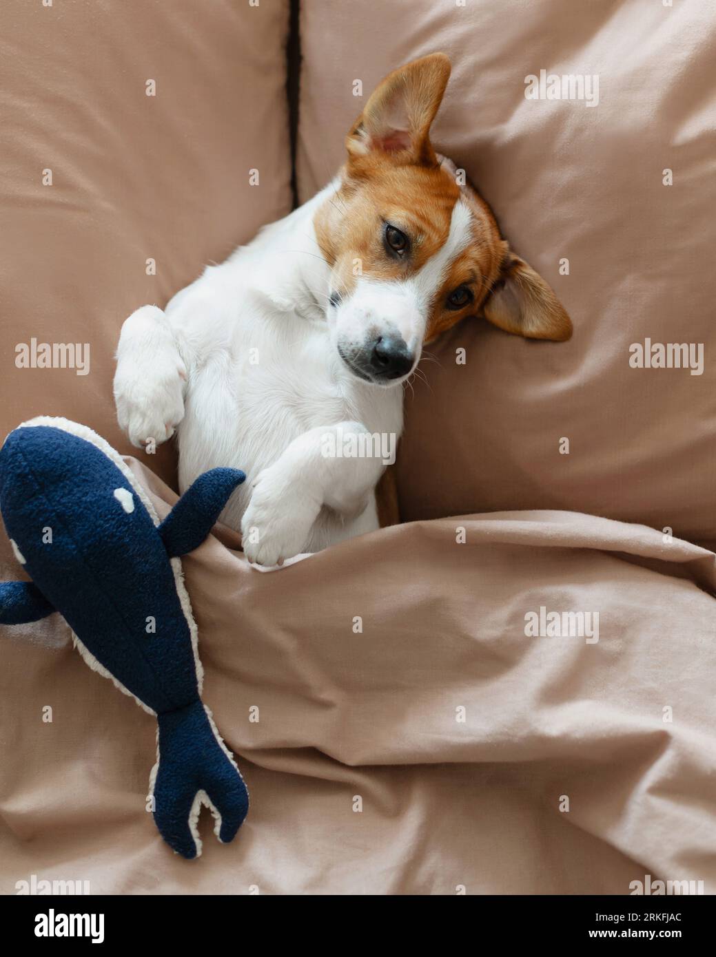 Cute pet moment hi-res stock photography and images - Alamy