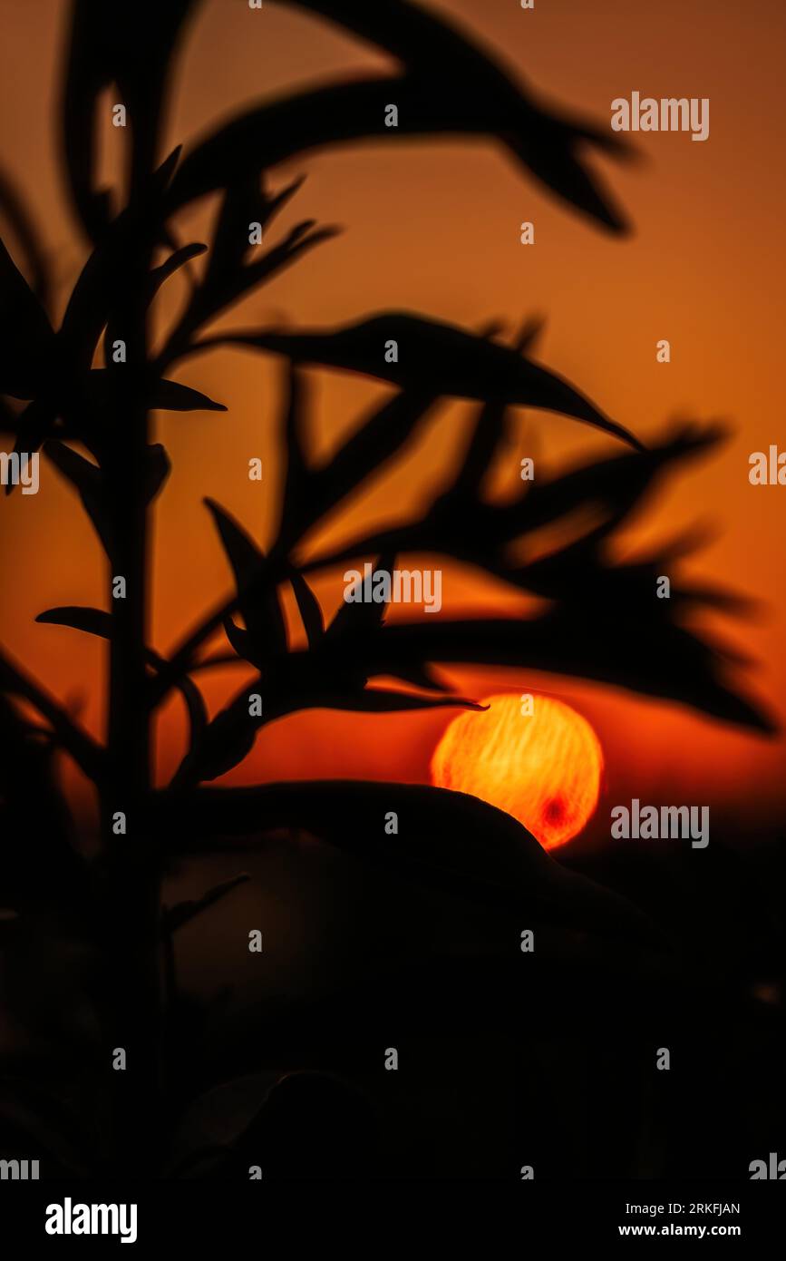 Hazy summer sunset hi-res stock photography and images - Alamy