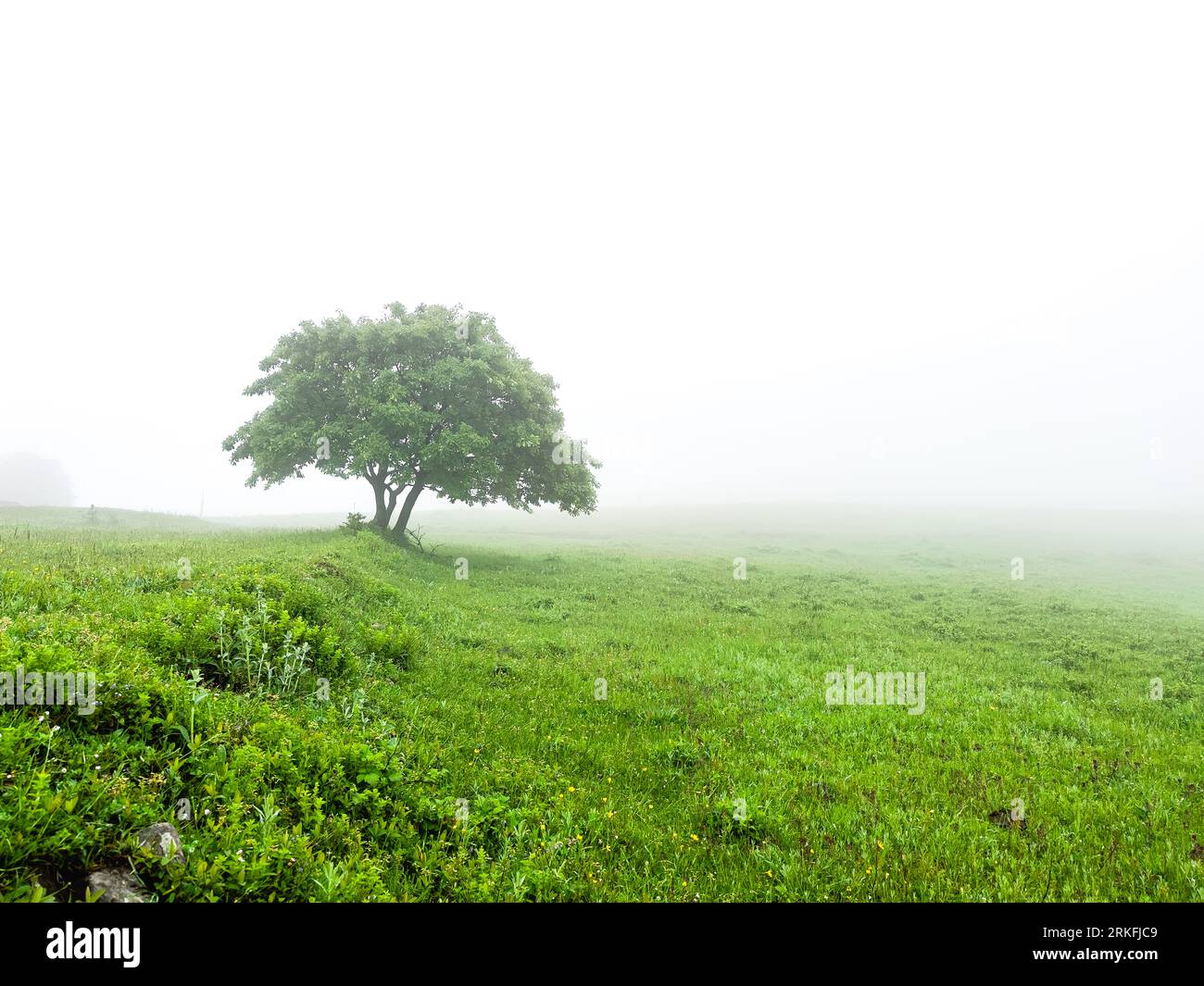 Alone fog one single hi-res stock photography and images - Alamy