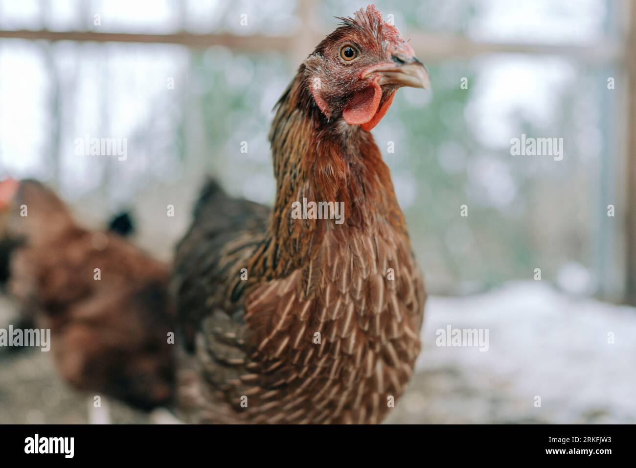 Curious chicken looking at camera inside coop Stock Photo - Alamy