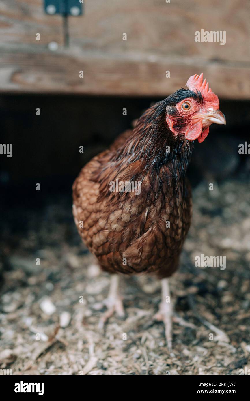 Curious chicken looking at camera inside coop Stock Photo - Alamy