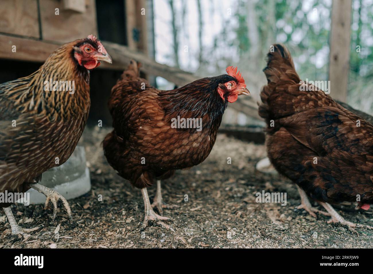 Chicken looking around hi-res stock photography and images - Alamy