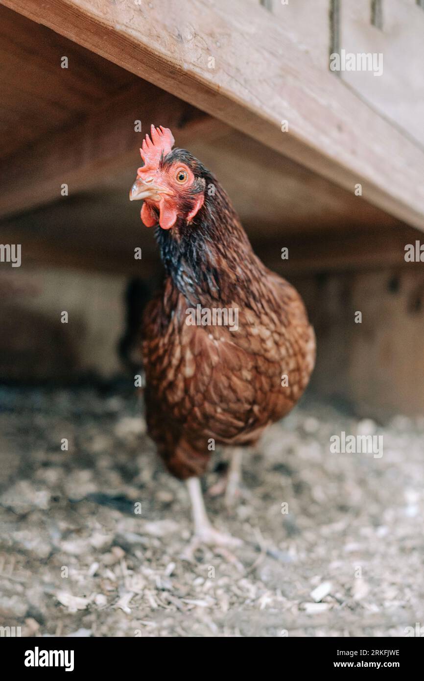Curious chicken looking at camera inside coop Stock Photo - Alamy
