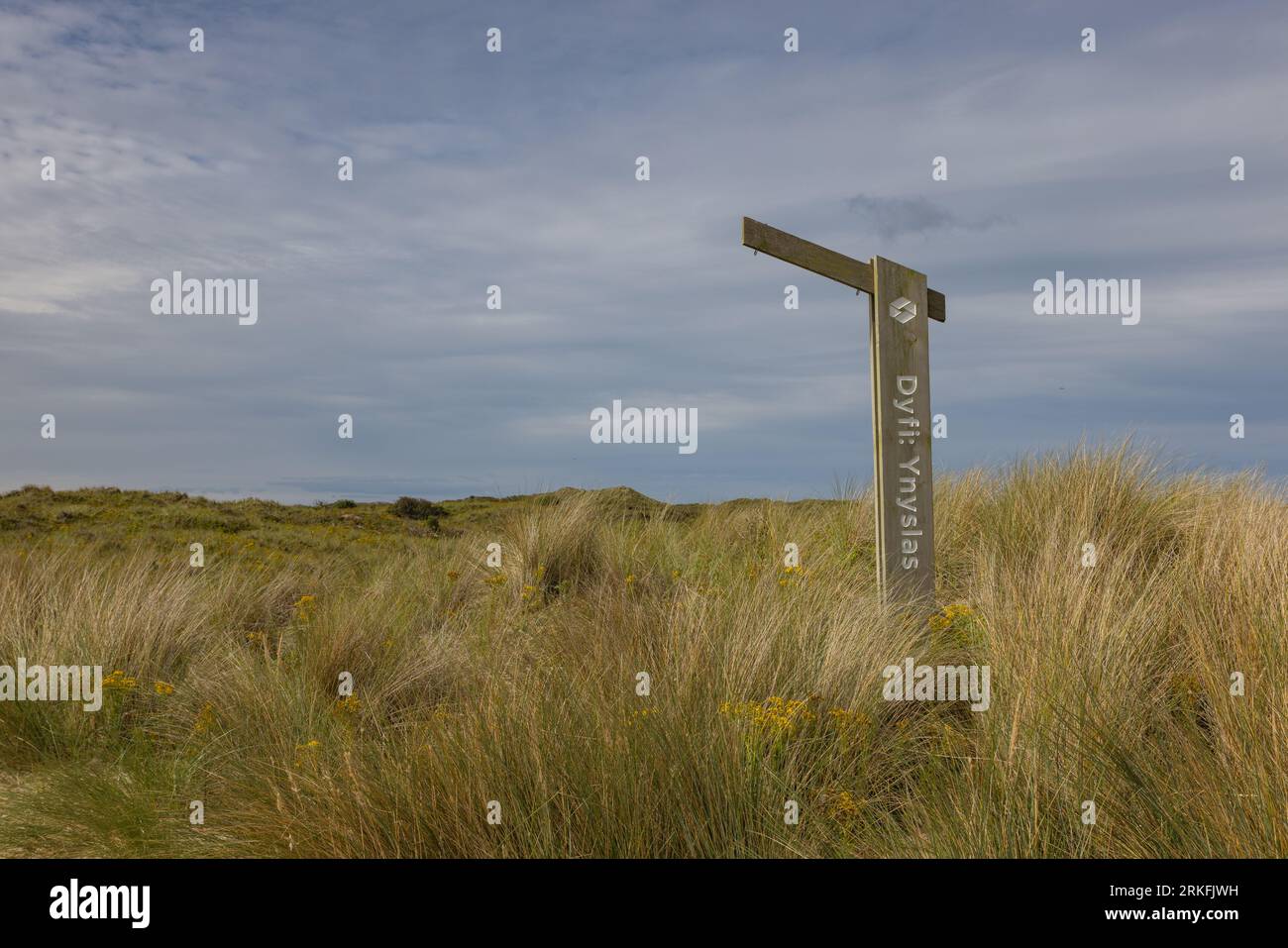 Ynyslas Sand Dunes are part of the Dyfi National Nature Reserve Stock ...