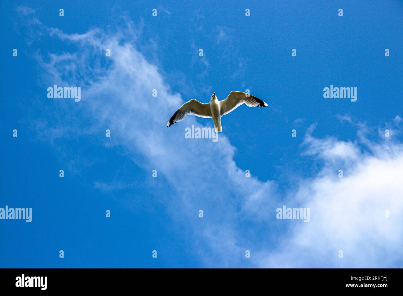 A majestic white seagull soars through the crystal clear blue sky, its ...