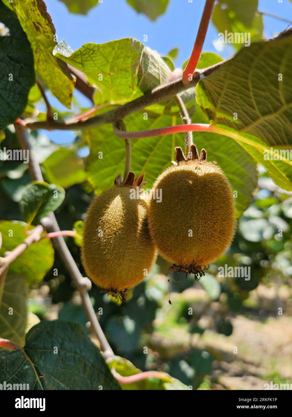 A vibrant and lush outdoor garden with two ripe kiwi fruits growing on ...