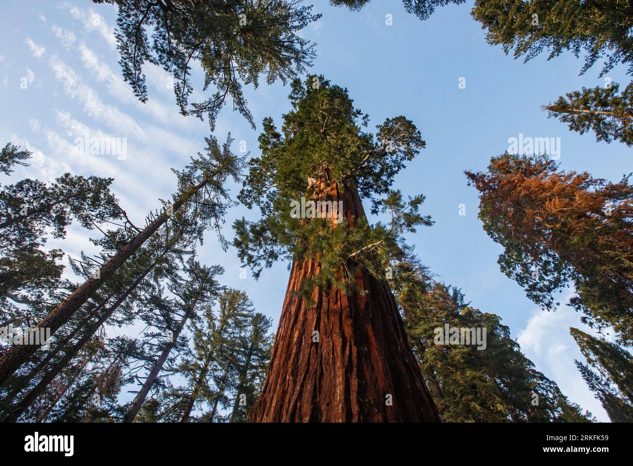 Giant Sequoia trees at King's Canyon National Park, California Stock ...
