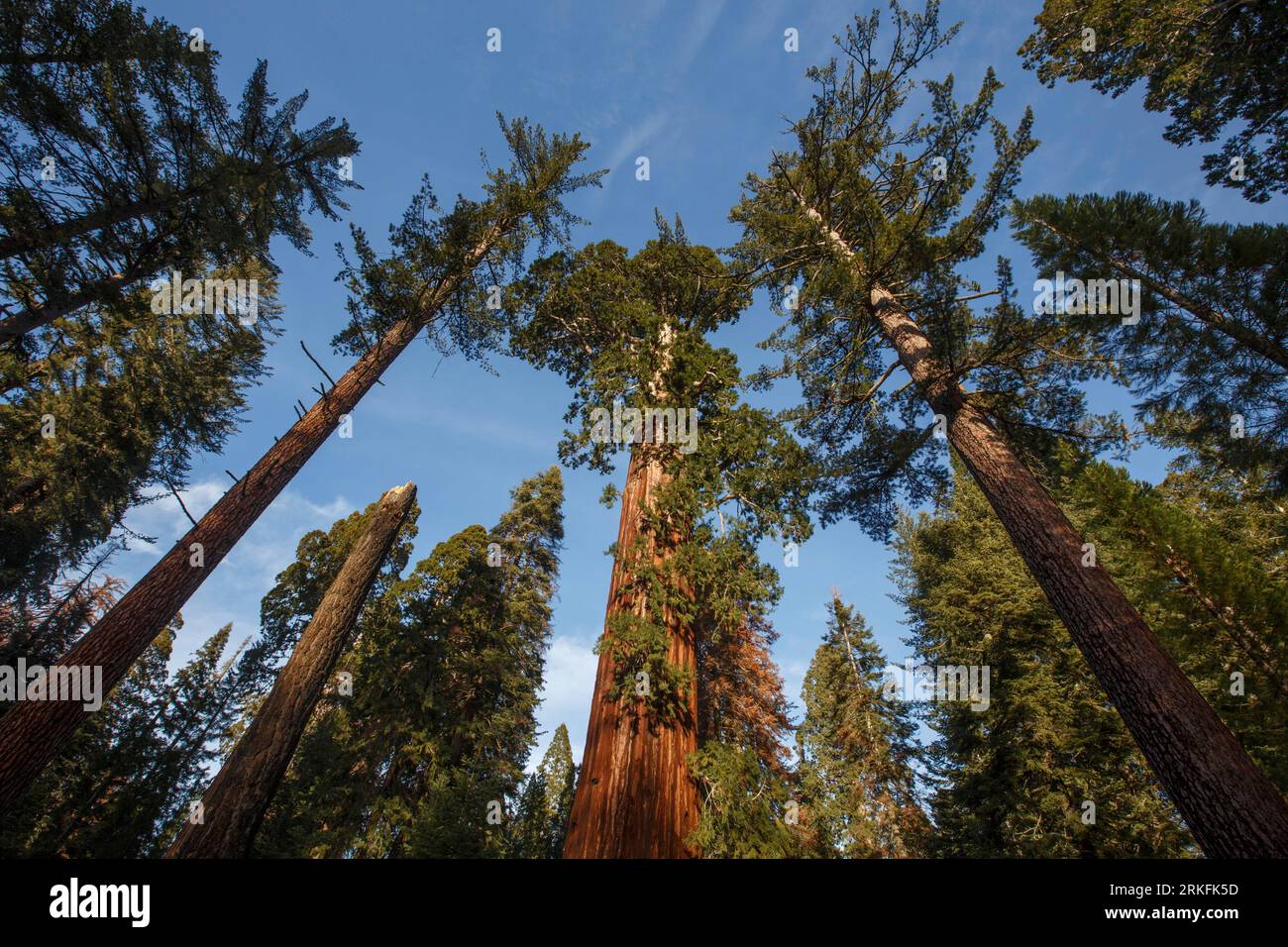 Giant Sequoia trees at King's Canyon National Park, California Stock ...