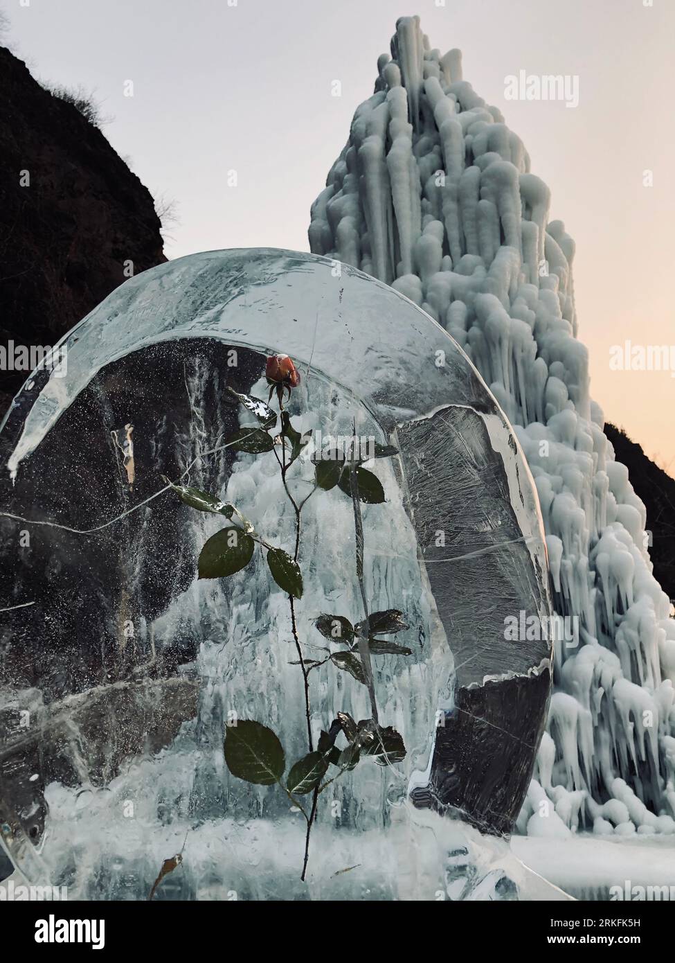 Rose ice hi-res stock photography and images - Alamy