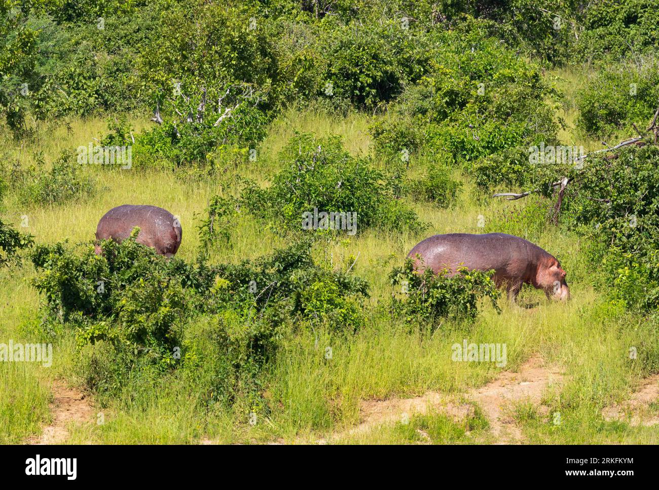 Norhipposudoric hi-res stock photography and images - Alamy