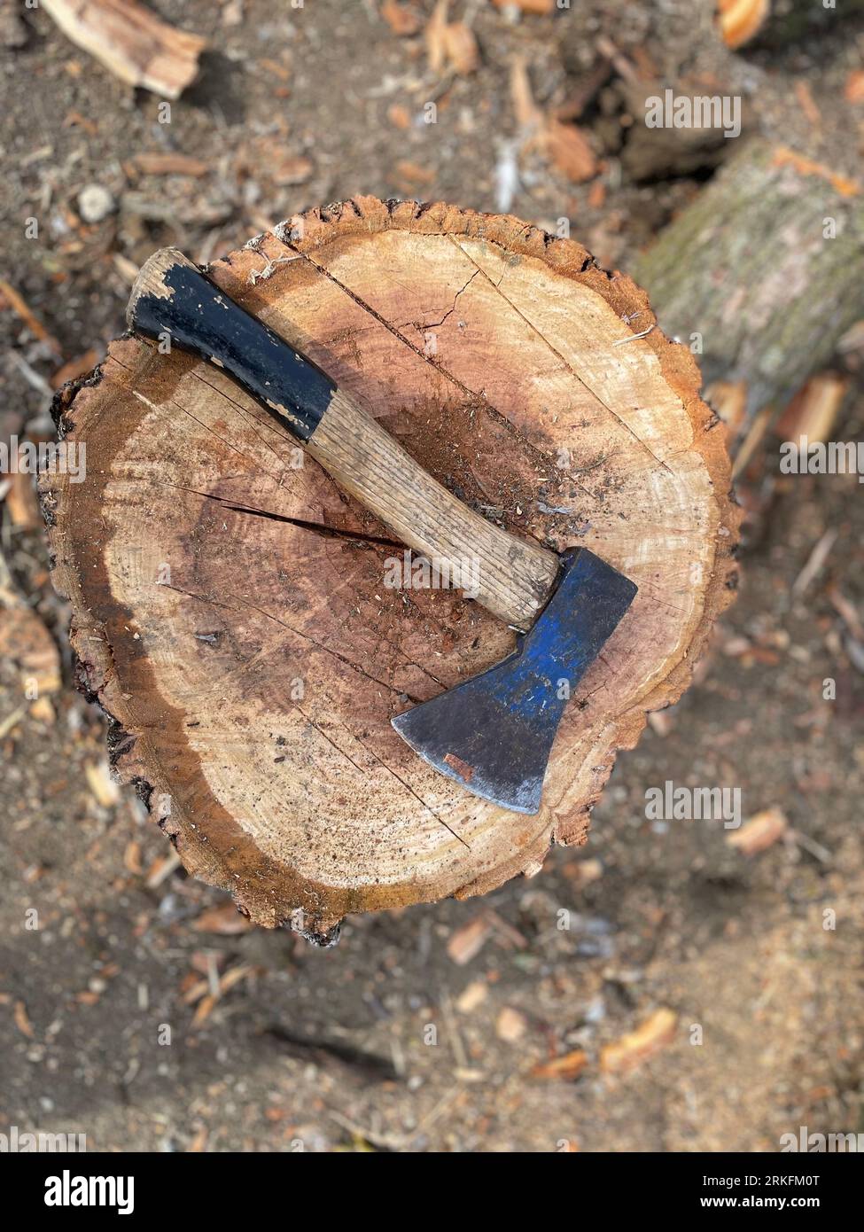 A top view shot of an axe on a stump on the forest ground Stock Photo ...