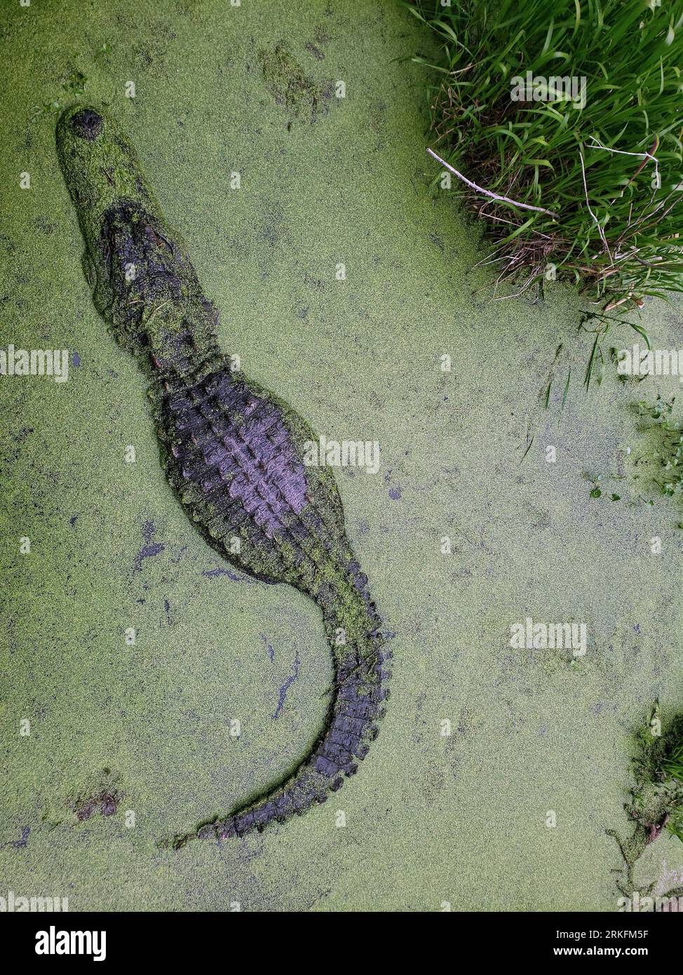 Aerial view of an American Alligator Stock Photo - Alamy