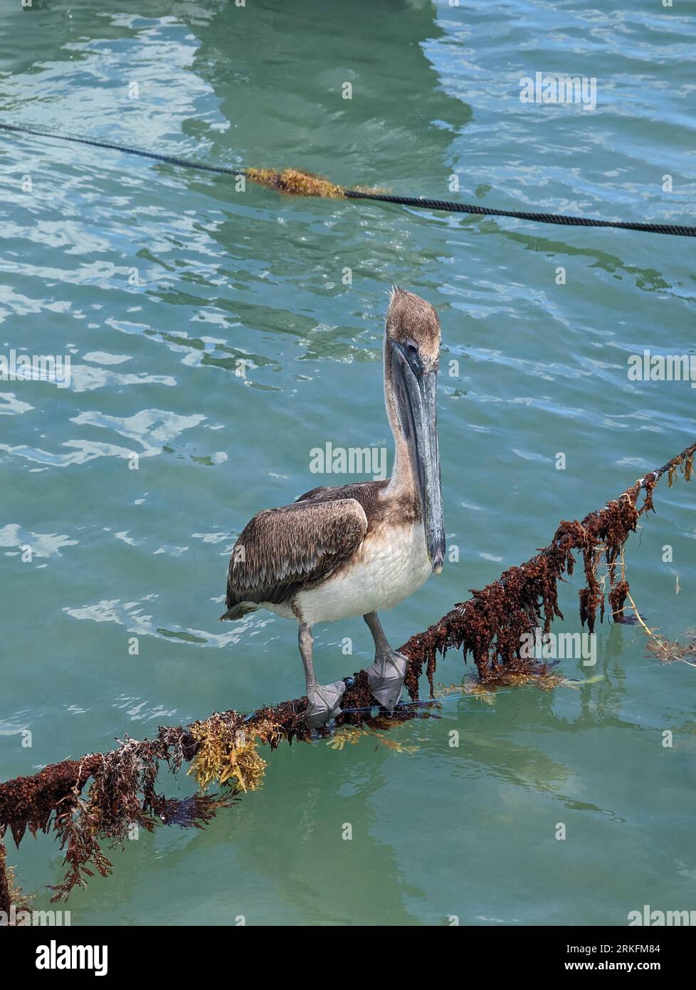 A vertical shot of a brown pelican perched on a string with seaweed ...