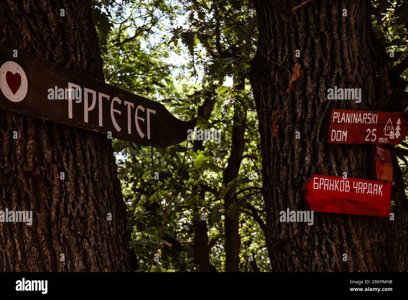 A collection of mountain signs hanging on two trees for directions with ...