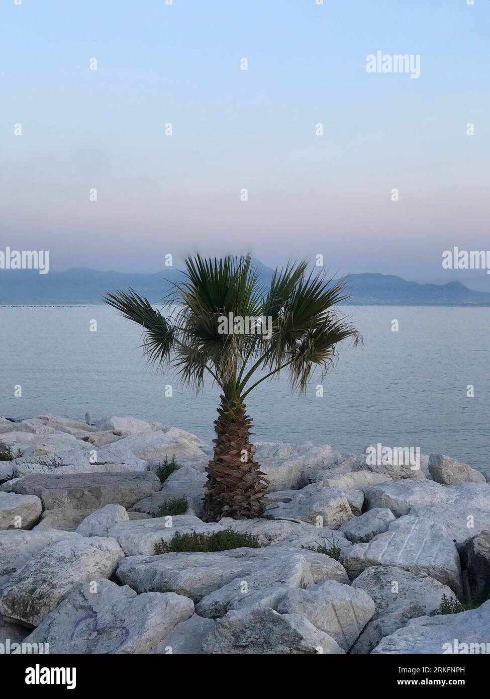A picturesque beach scene featuring a solitary palm tree standing in ...
