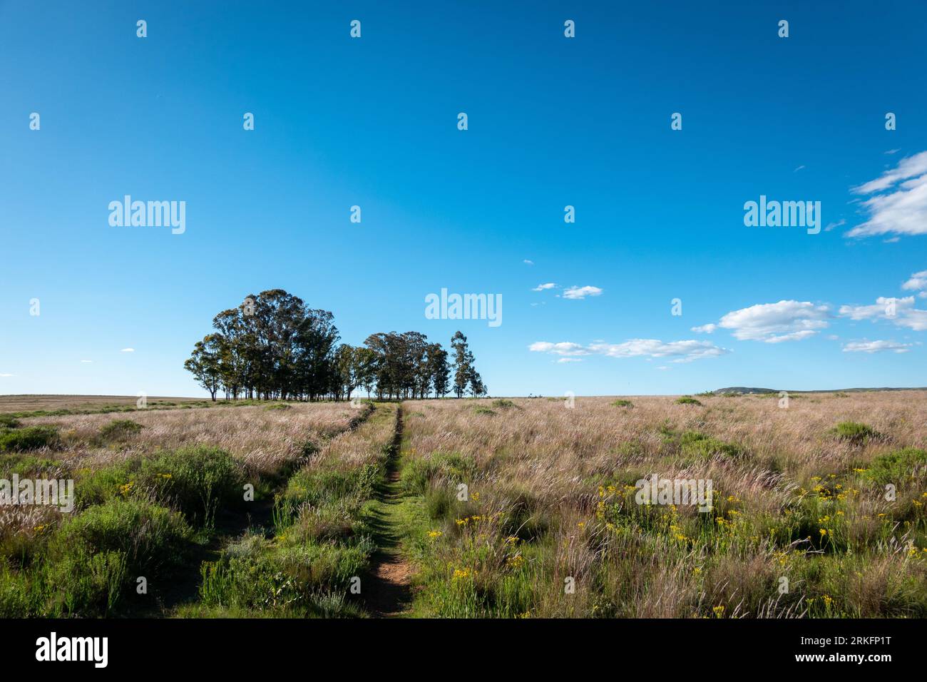 A scenic landscape featuring a grassy path cutting through a lush grass ...