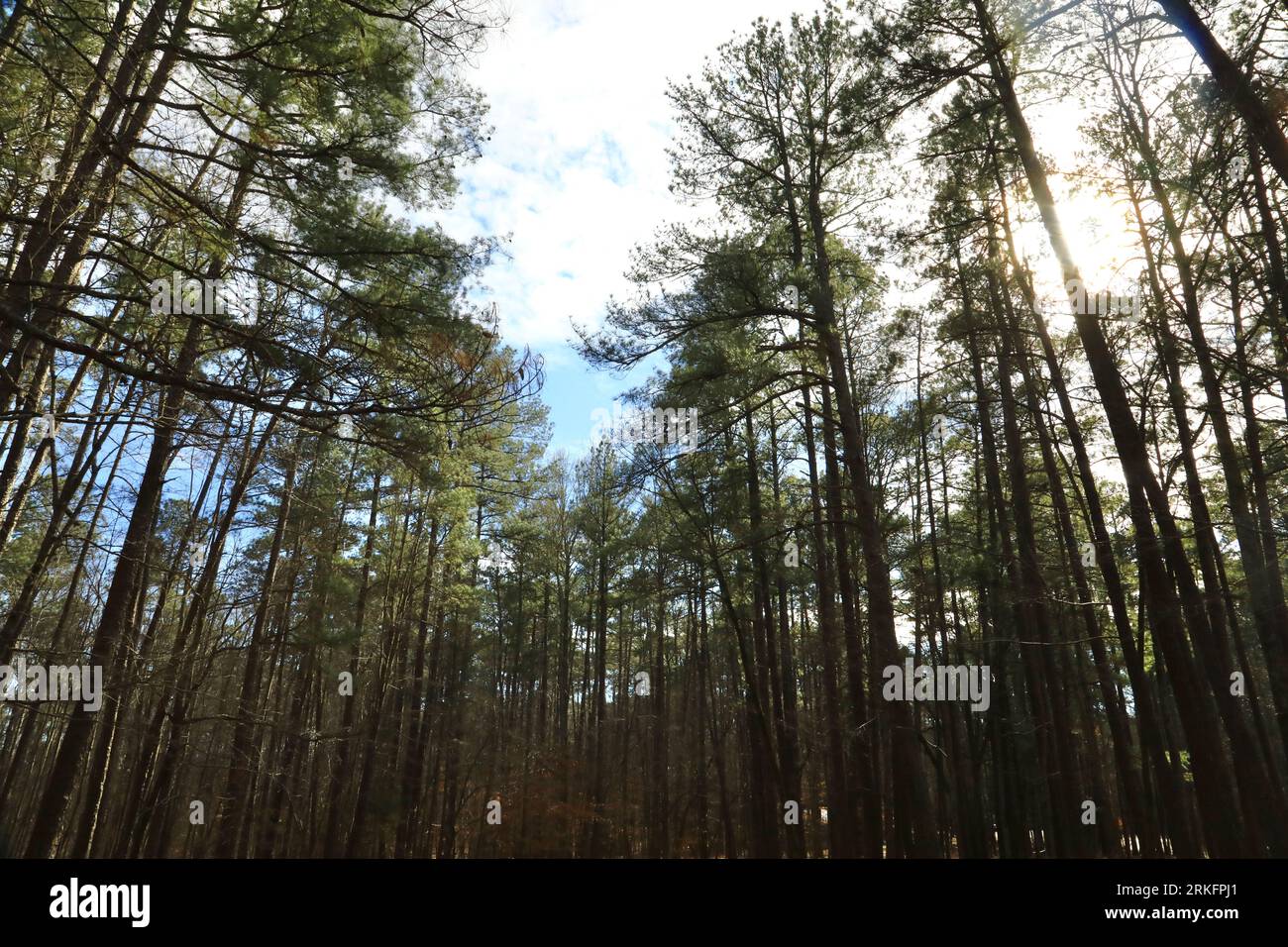 Tree line in the forest Stock Photo - Alamy