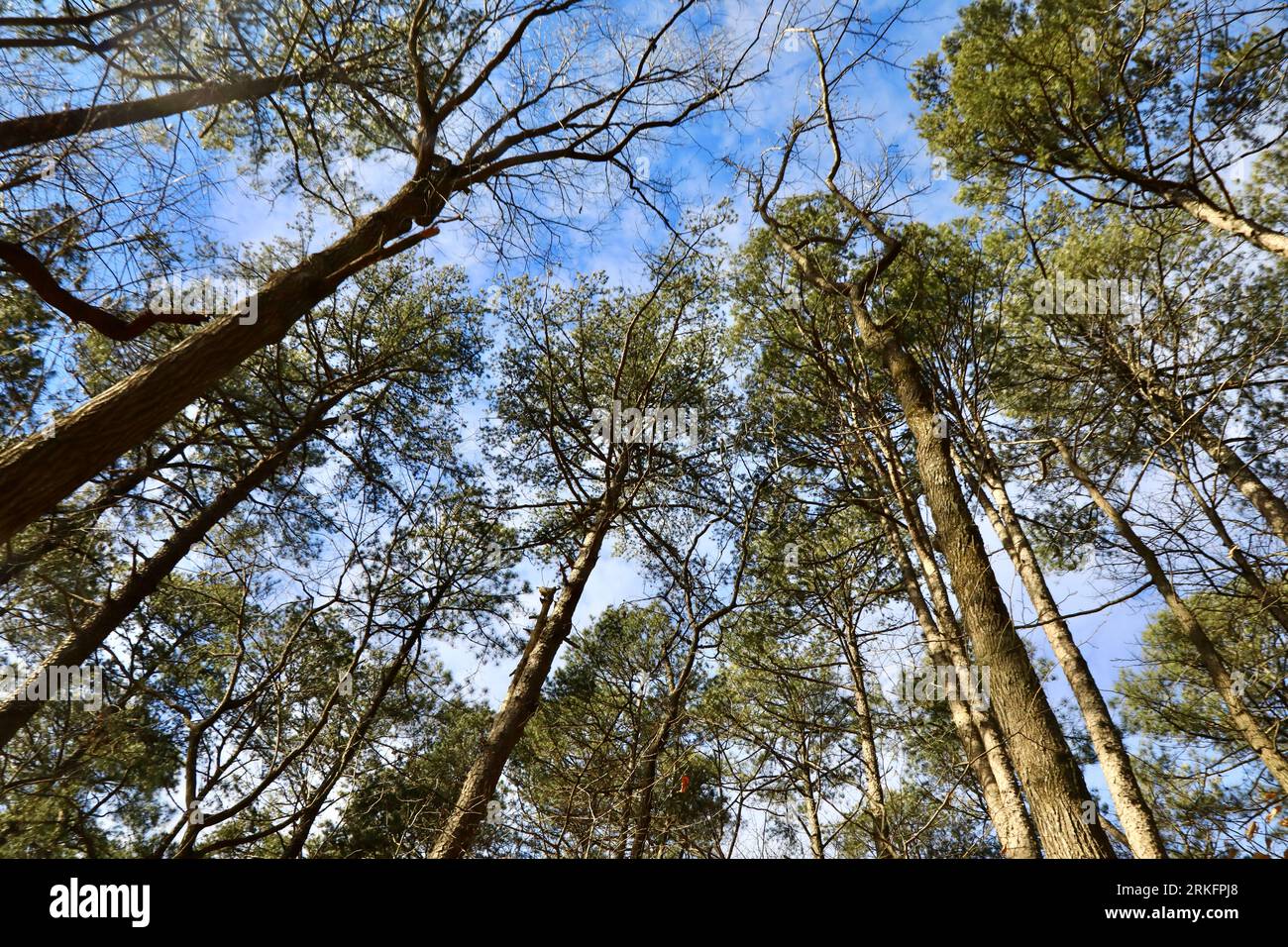 Low angle view of tree canopy hi-res stock photography and images - Alamy