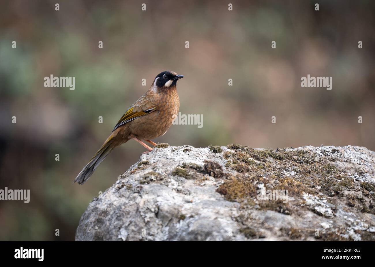 Pterorhinus perspicillatus hi-res stock photography and images - Alamy
