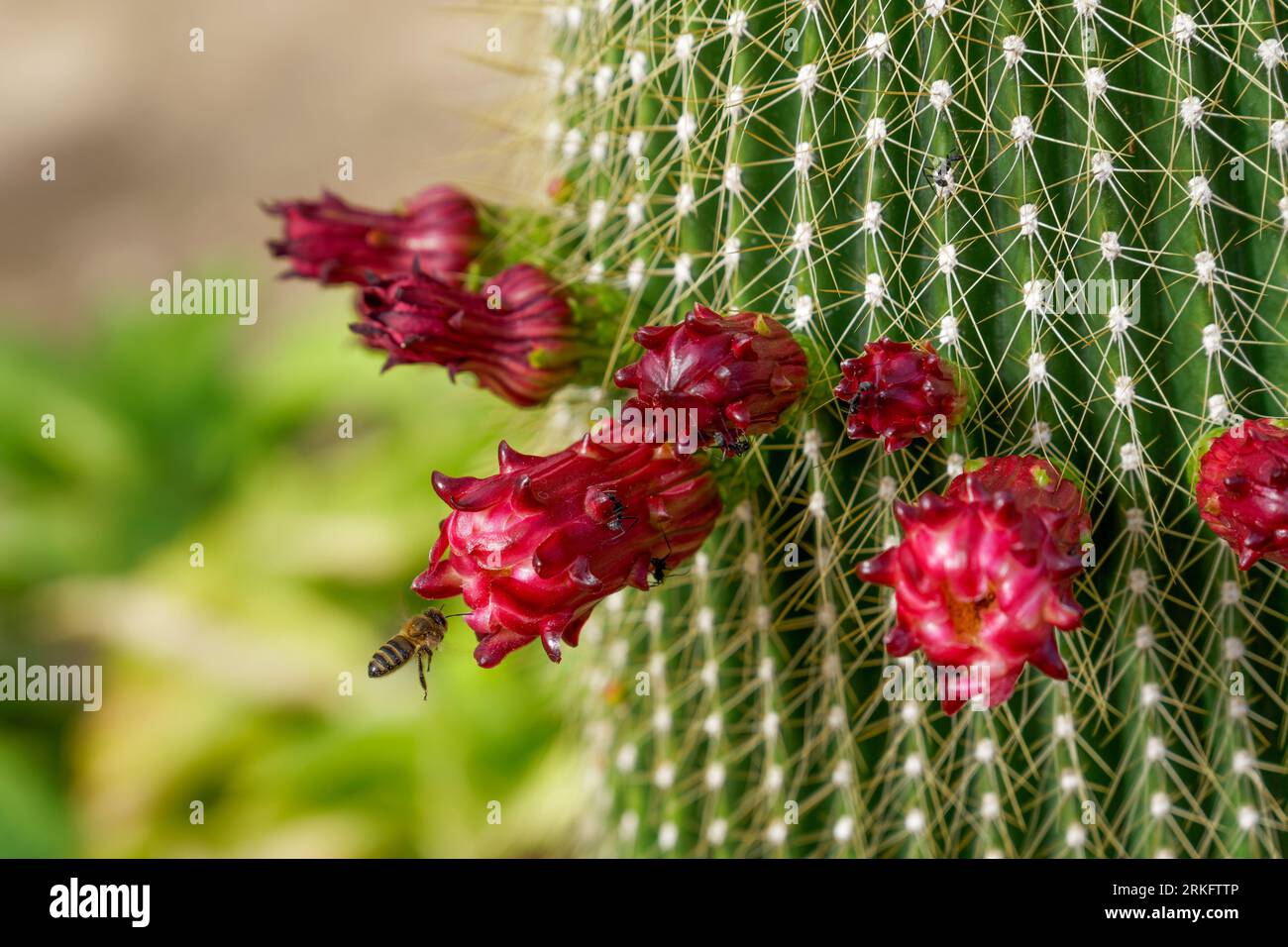bee in flight pollinating the flowers of a cactus Neobuxbaumia ...