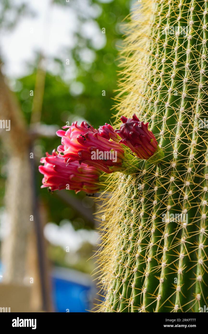 bee in flight pollinating the flowers of a cactus Neobuxbaumia ...