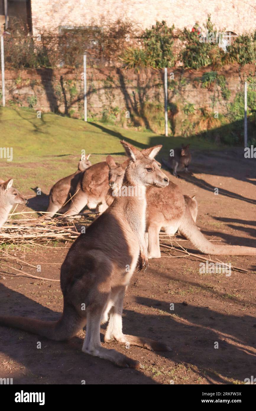 A group of kangaroos in a natural outdoor setting Stock Photo - Alamy