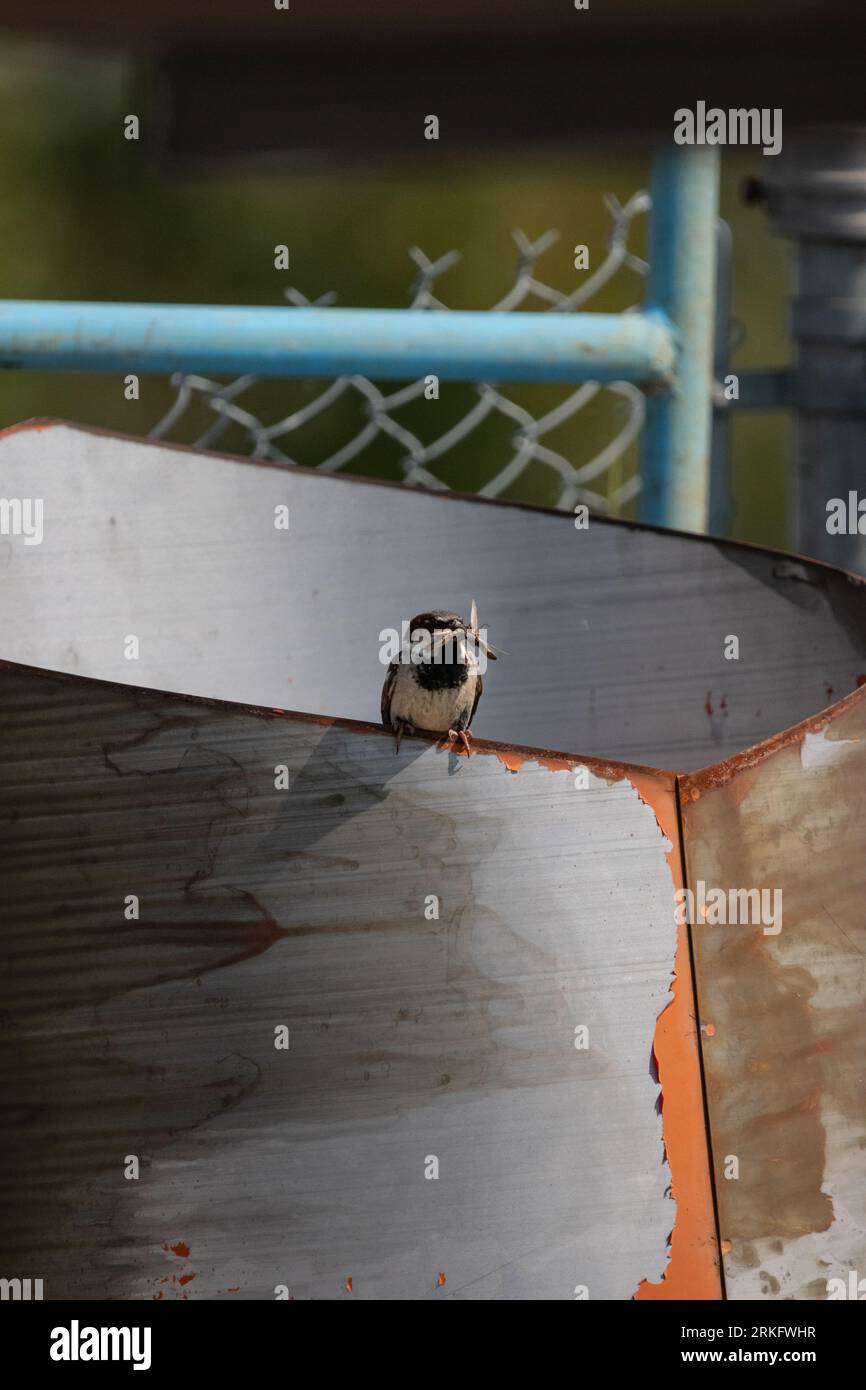 A small bird perched atop a vintage, rust-colored bucket with an open ...